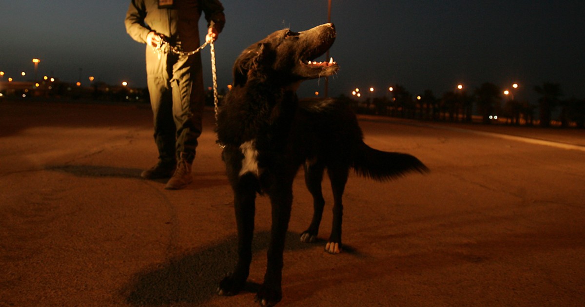 Iraqi puppy adopted by soldier en route to U.S.