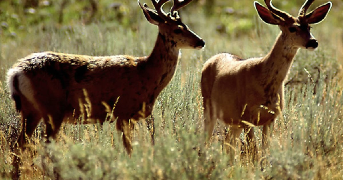 High deer population may benefit forest critters