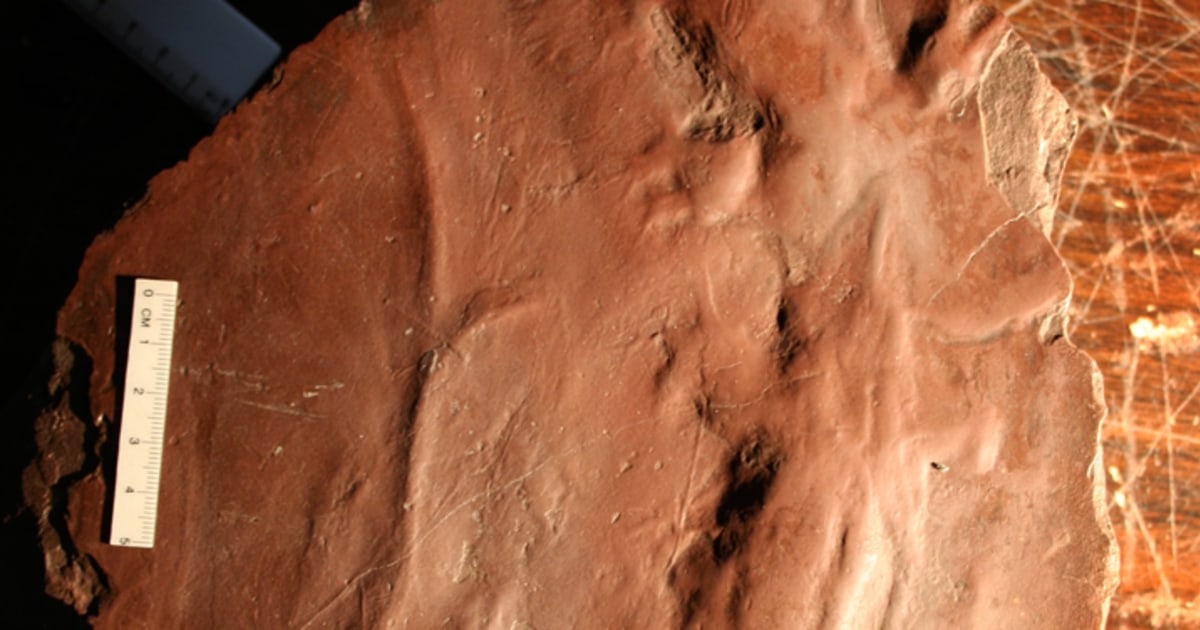 Rare full-body amphibian imprints found