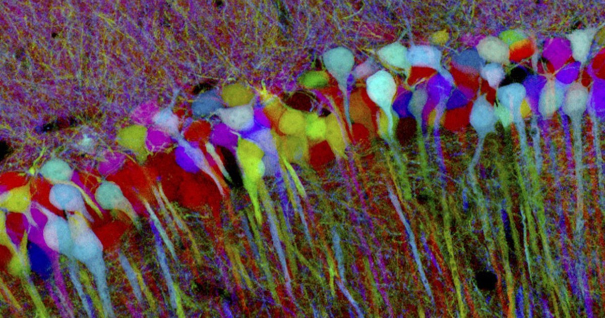 'Brainbow' paints mice neurons in bright colors