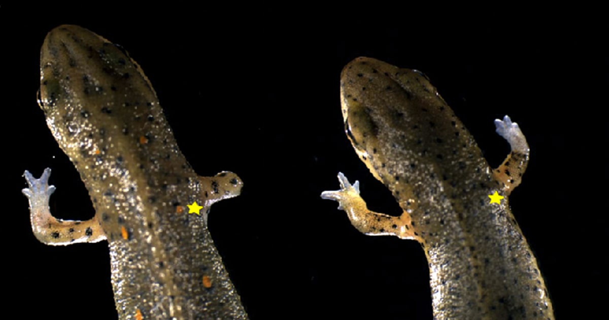 Newt protein could hold promise for humans