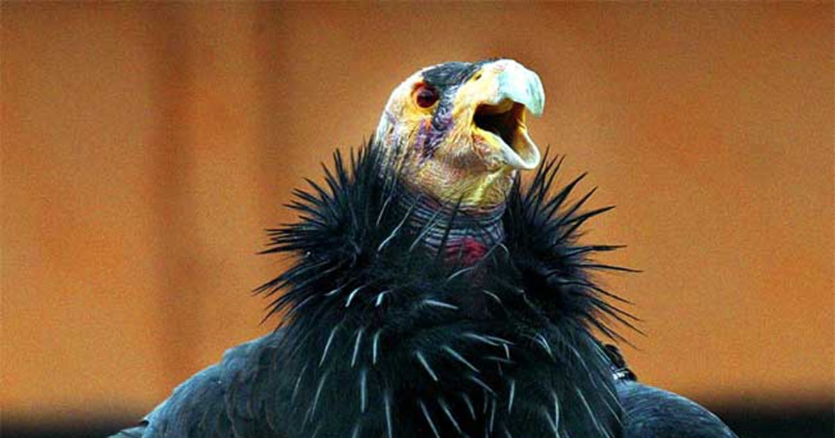 Did ancient and modern condors co-exist?