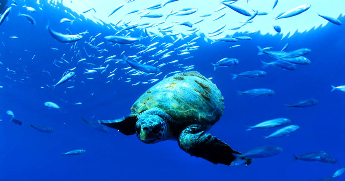 Plea to list Atlantic loggerheads as endangered