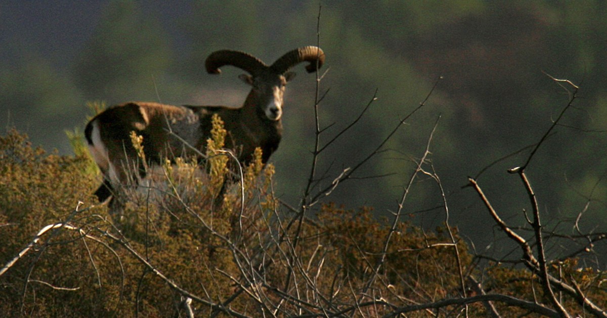 Rare sheep thrive in no-go buffer zone