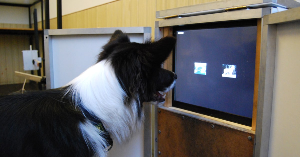 You can teach an old dog new computer tricks