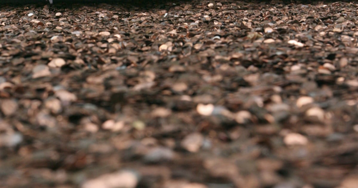 Pretty pennies: Charity raises 100 million cents