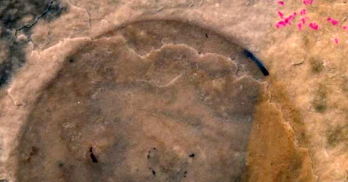 Oldest horseshoe crab fossil discovered