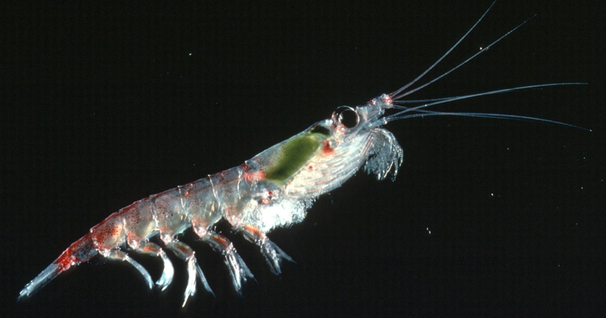 Krill found in Antarctica’s icy depths