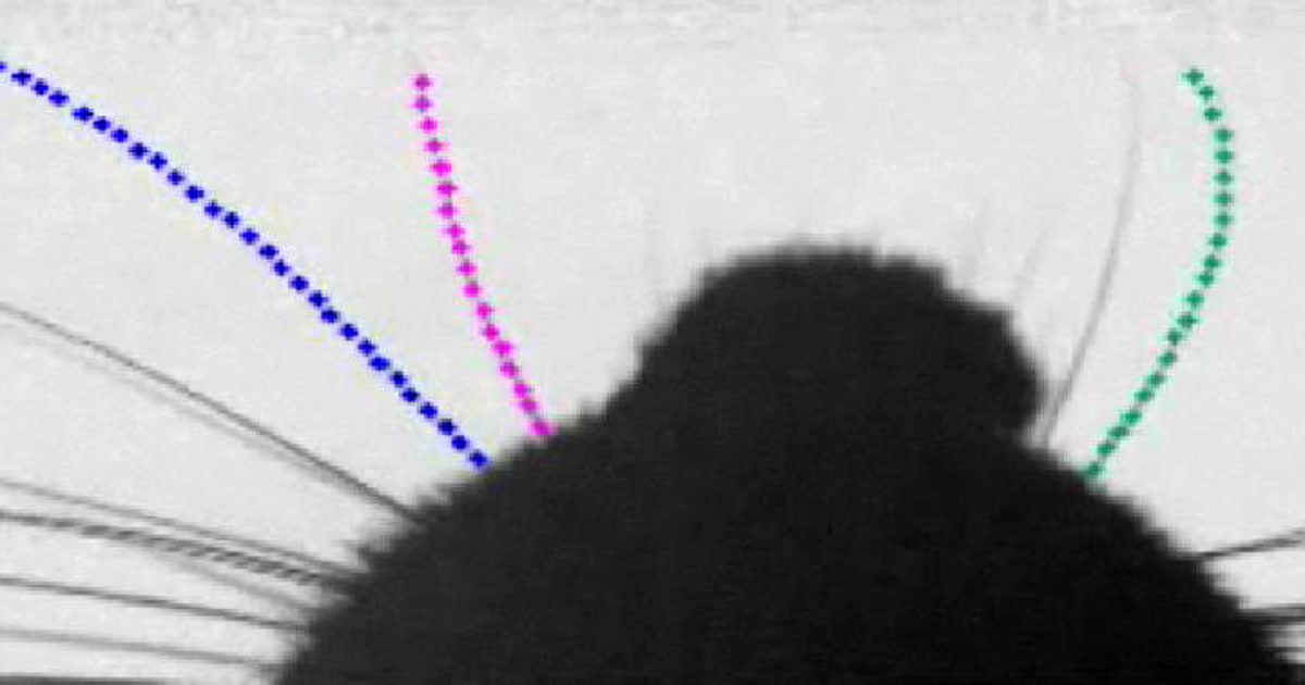 How whiskers help rats find their way