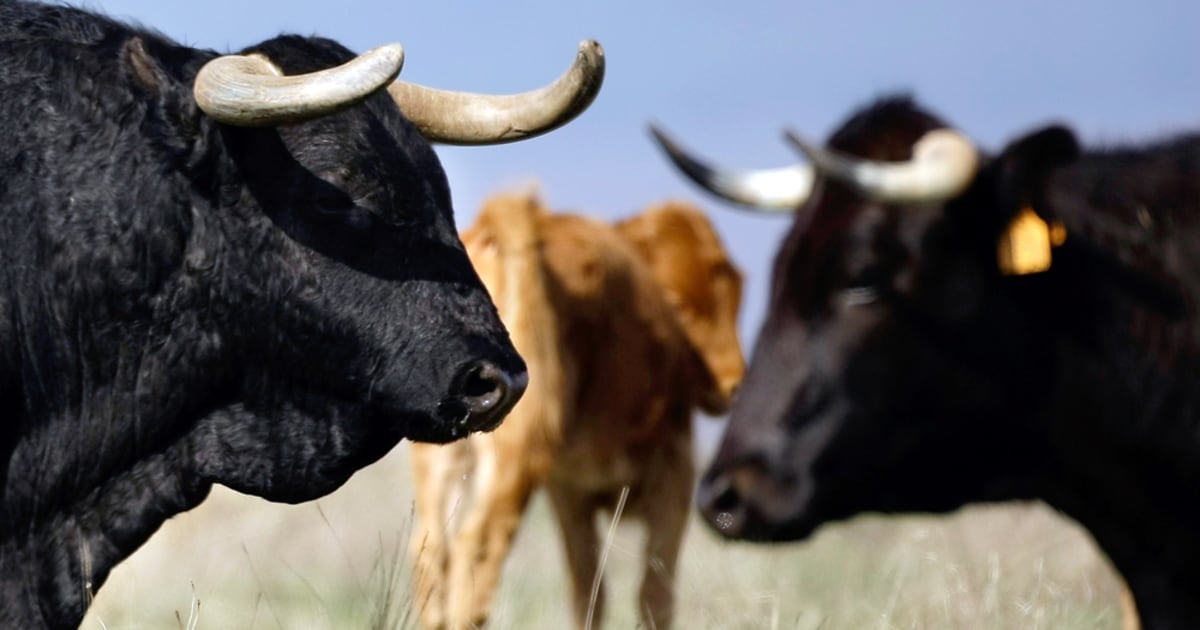 Cloning allows bullfighting legends to live on