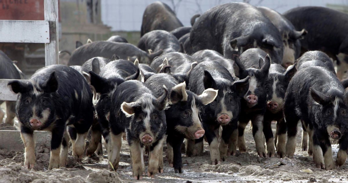 Pigs replace pesticide in battle against beetles