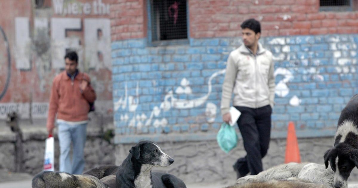 Indian authorities to poison 100,000 stray dogs