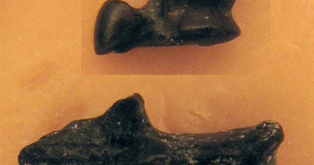 Just before Easter, oldest rabbit relative found