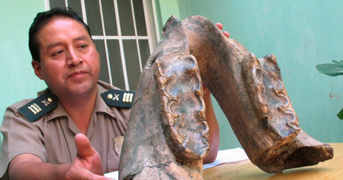 Dinosaur fossil found on bus in Peru