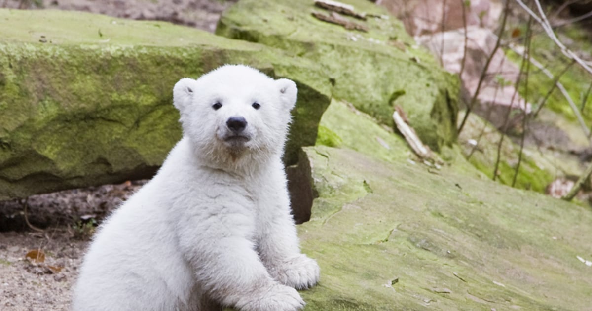 German polar bear cub ventures outdoors