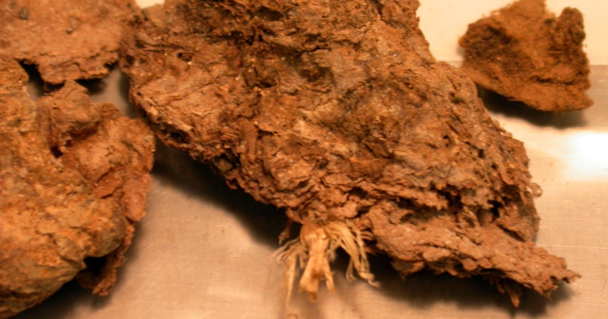 Experts use poop to date first North Americans