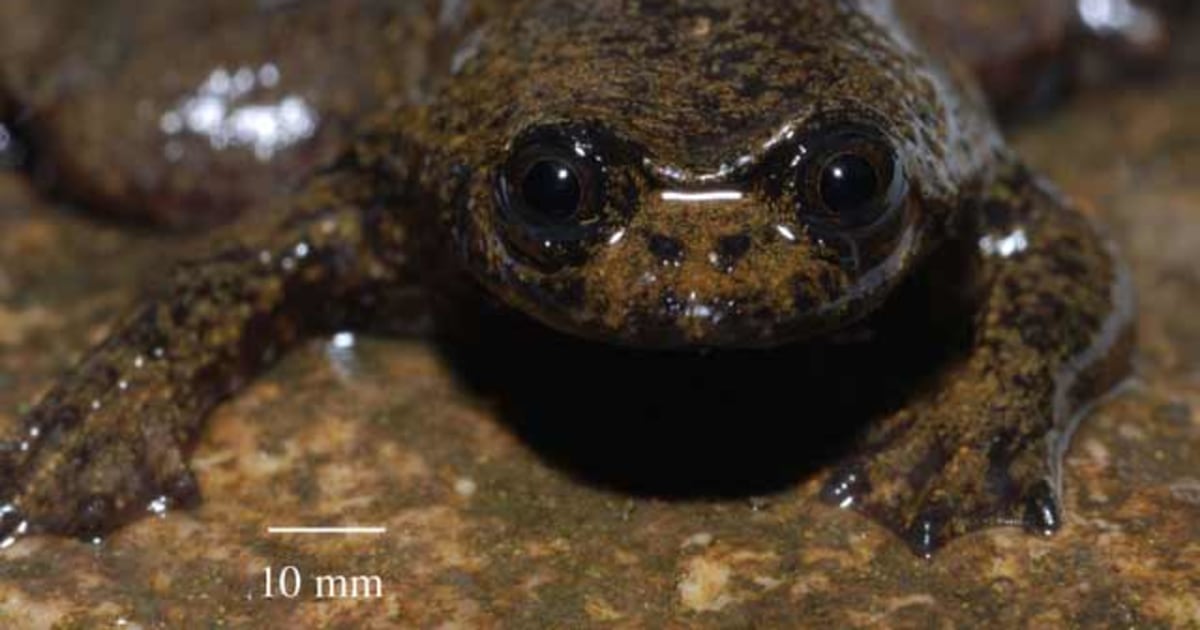 Scientists find bizarre lungless frog