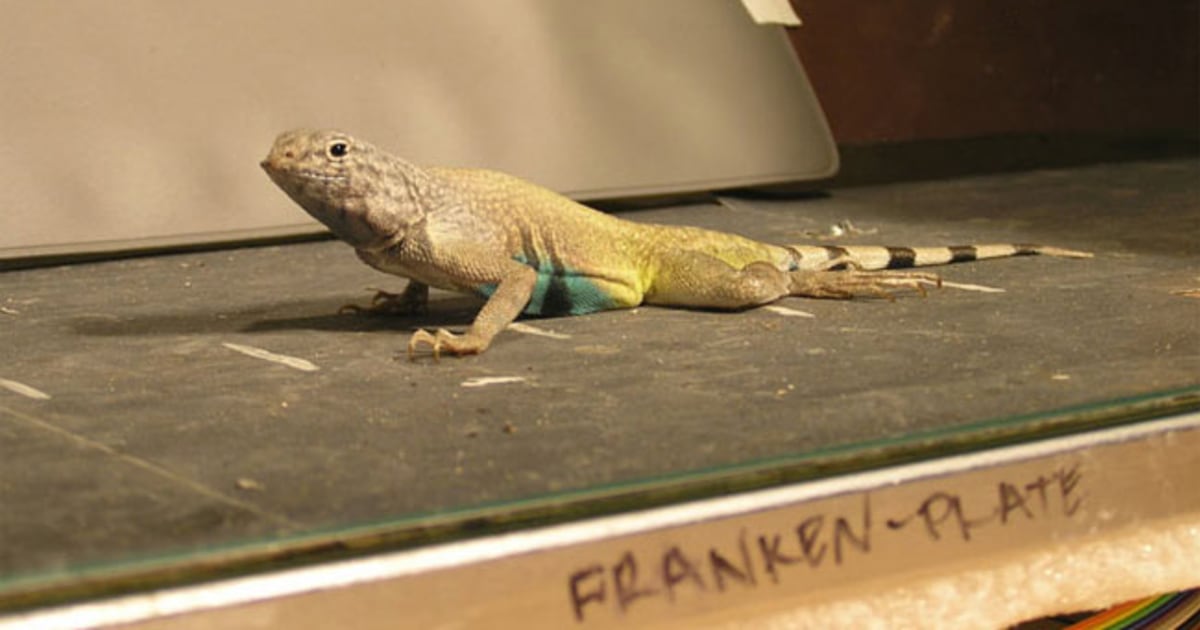 Lizards split into couch potatoes and foragers