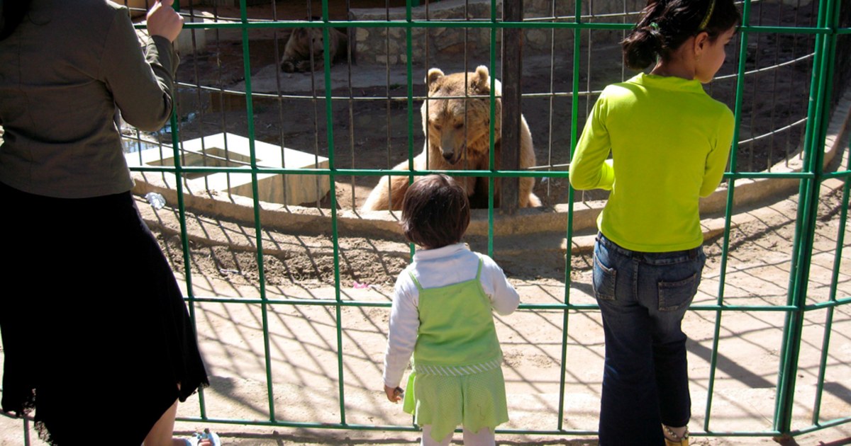 Baghdad Zoo is making a comeback