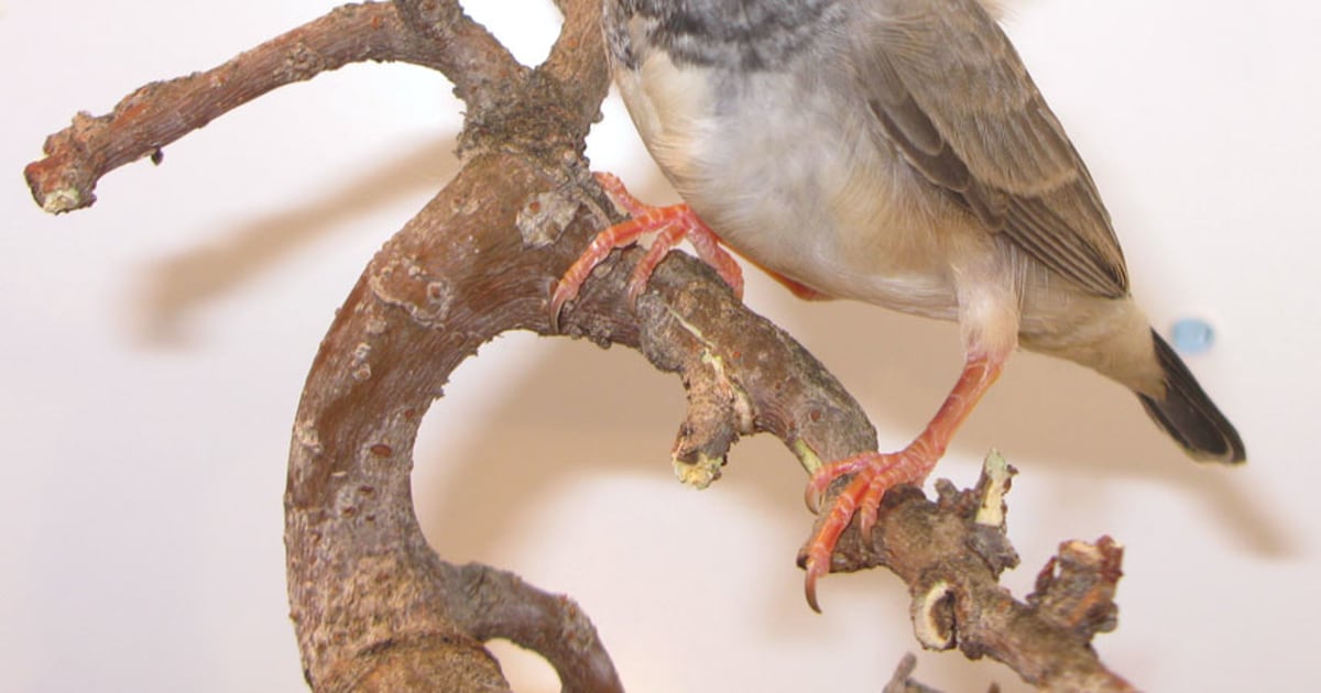 Baby birds babble before they sing