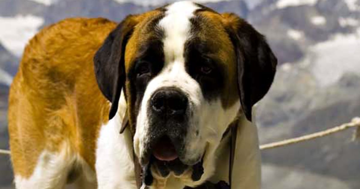 Parachuting dog helped win World War II