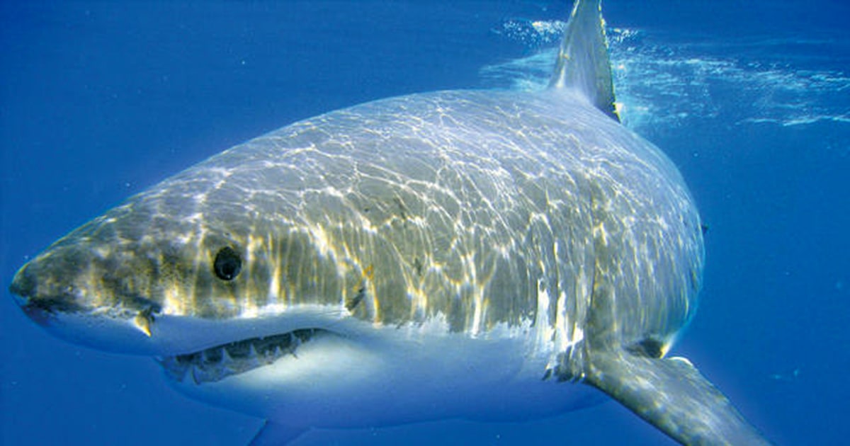 Electric fields could repel sharks