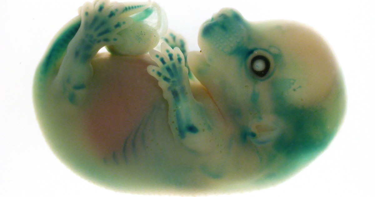 Extinct tiger gene resurrected in a mouse