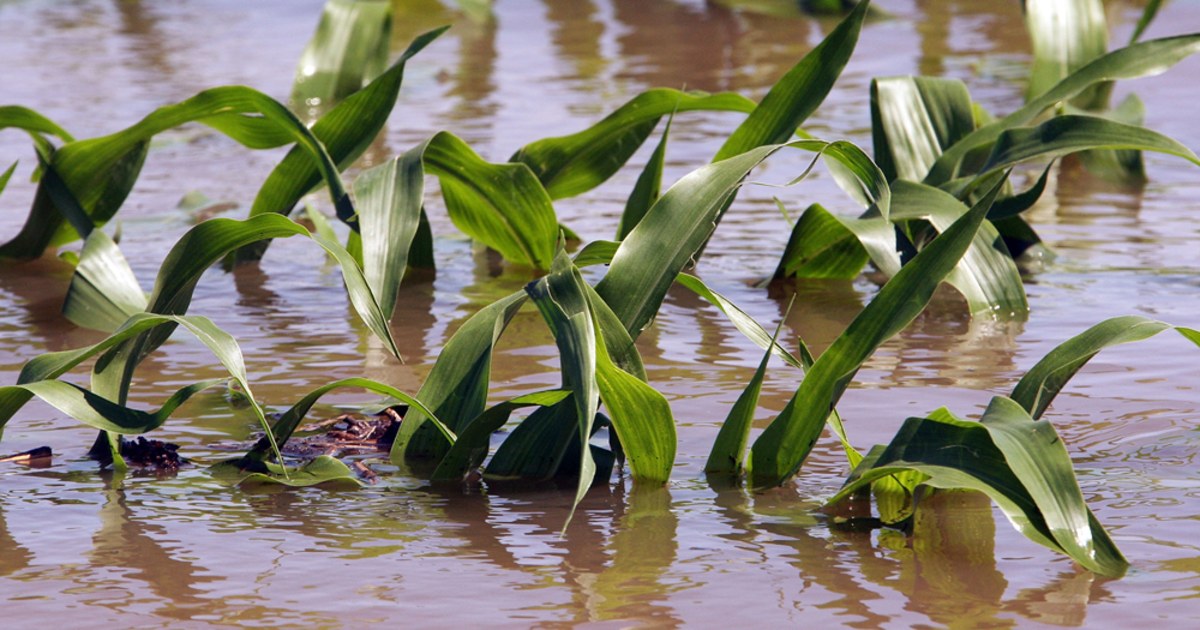 Corn hits record high from Midwest flooding