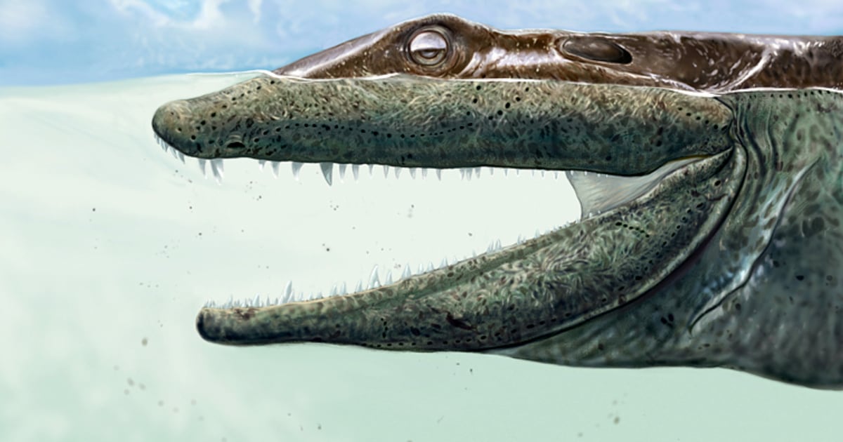 Fossil of primitive 4-limbed creature found