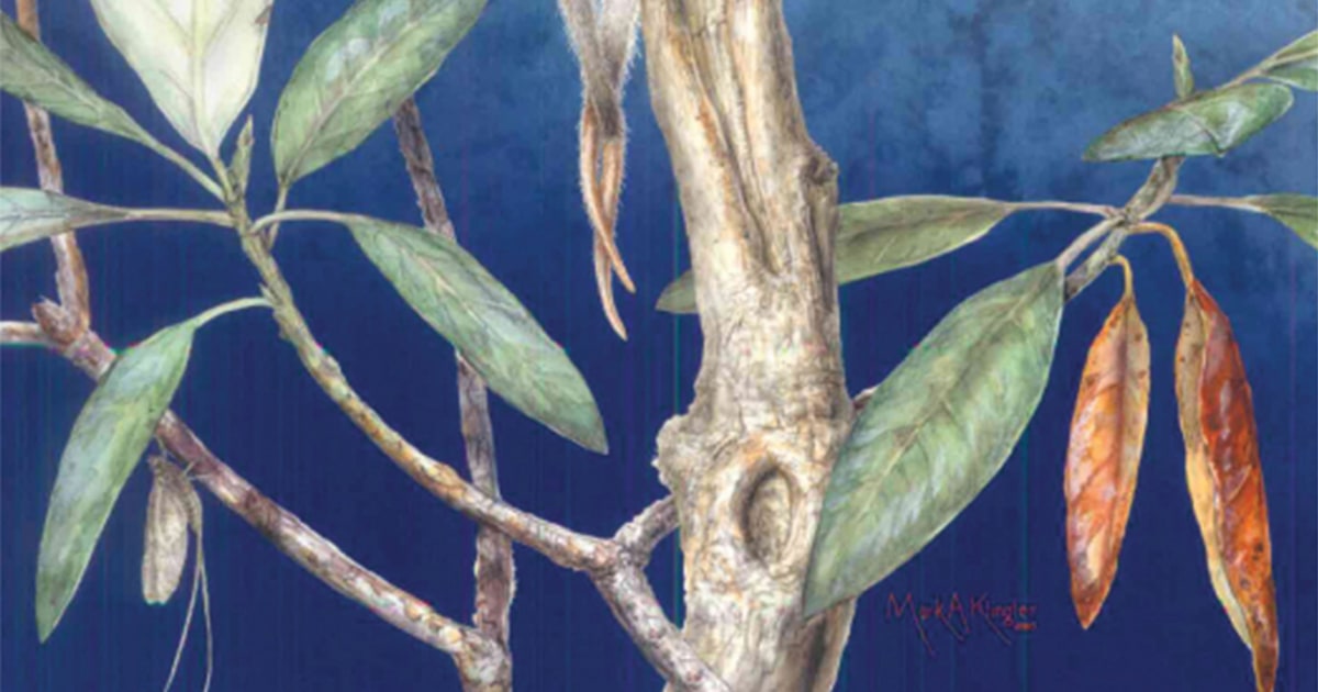 Scientists find fossil tracesof oldest marsupial
