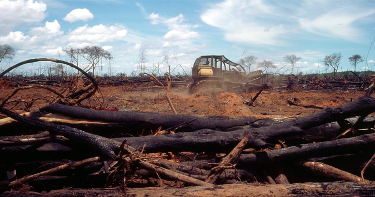 Soybeans put pressure on Amazon forest