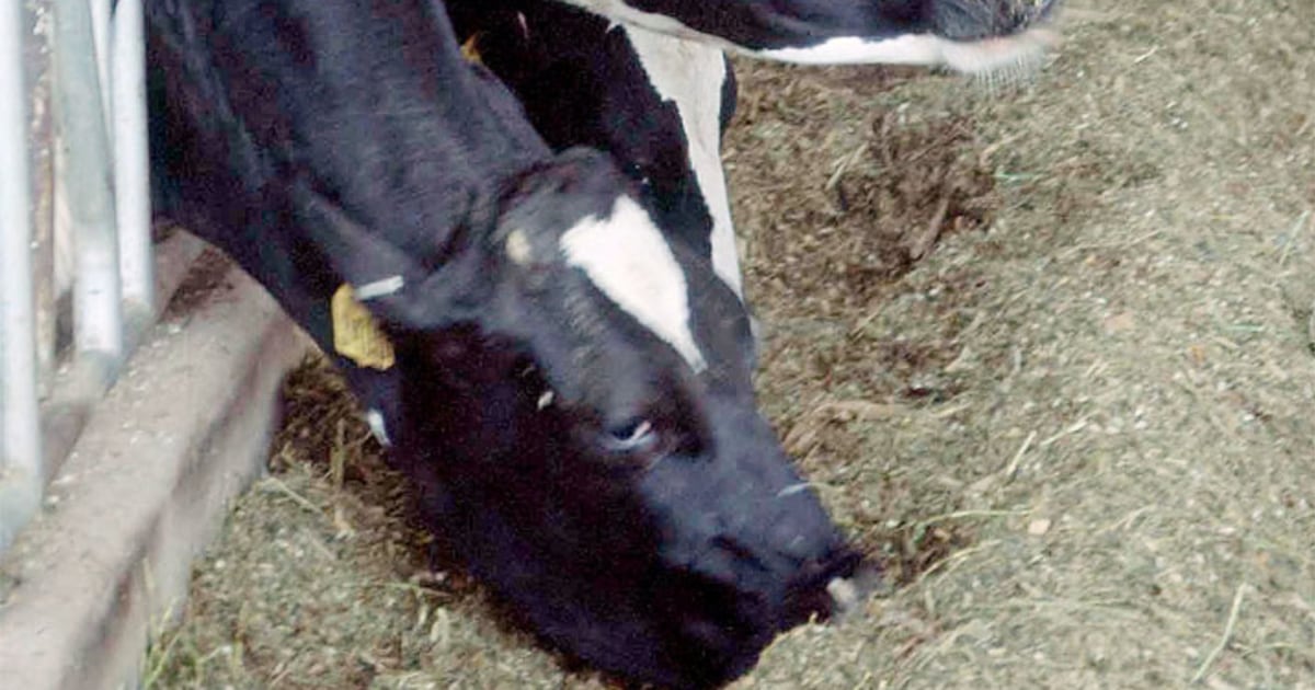 Mad cow case puts focus on animal feed