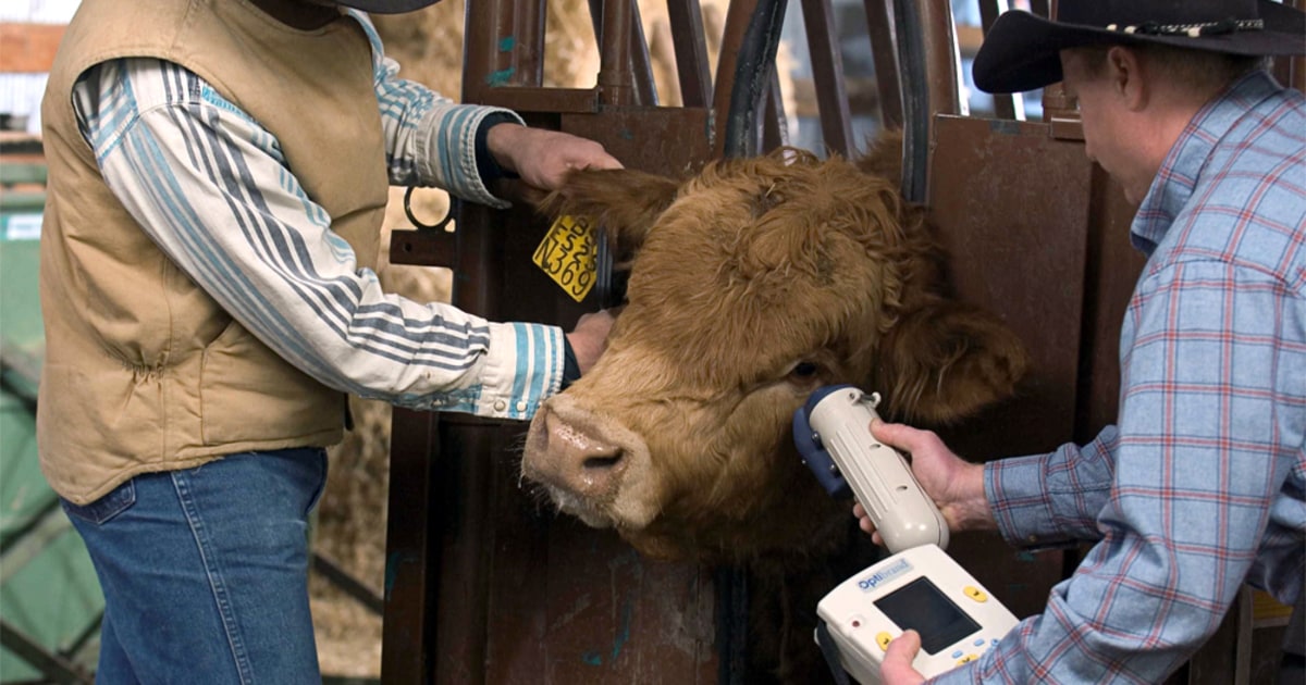 Mad cow scare boosts high-tech tracking efforts