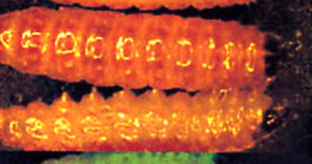 Gene-modified insects get closer look