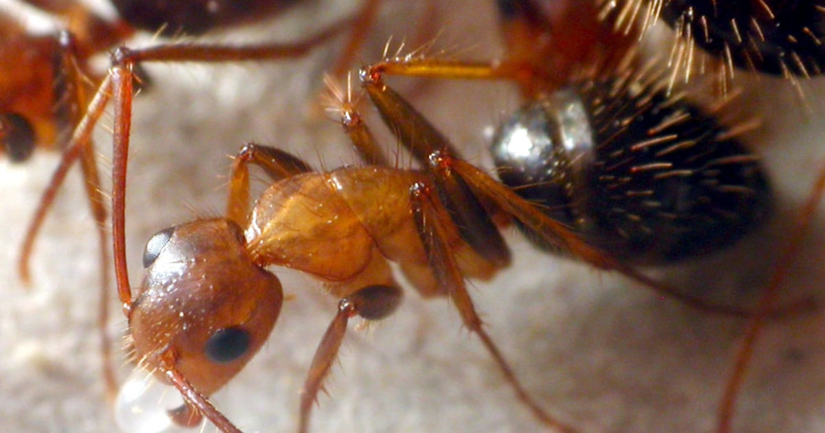 Ant queen rules, reproductively speaking