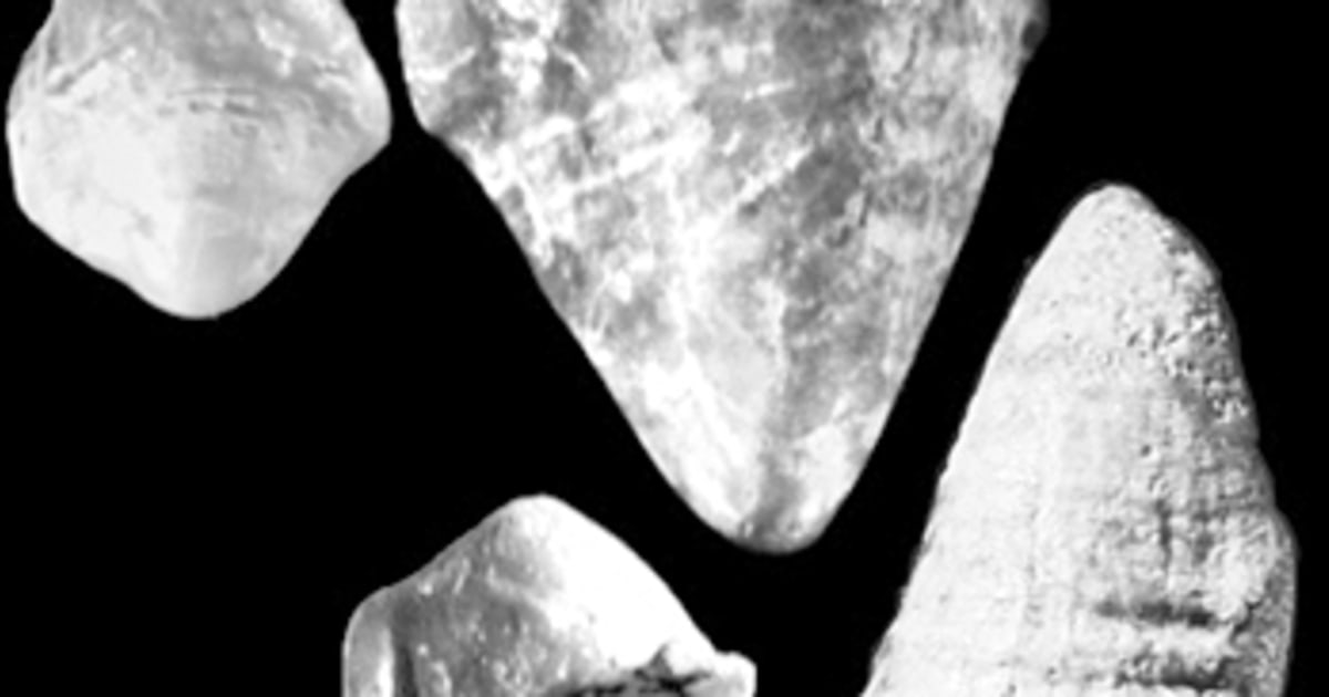 Teeth tell the tale of humanity's ancestors