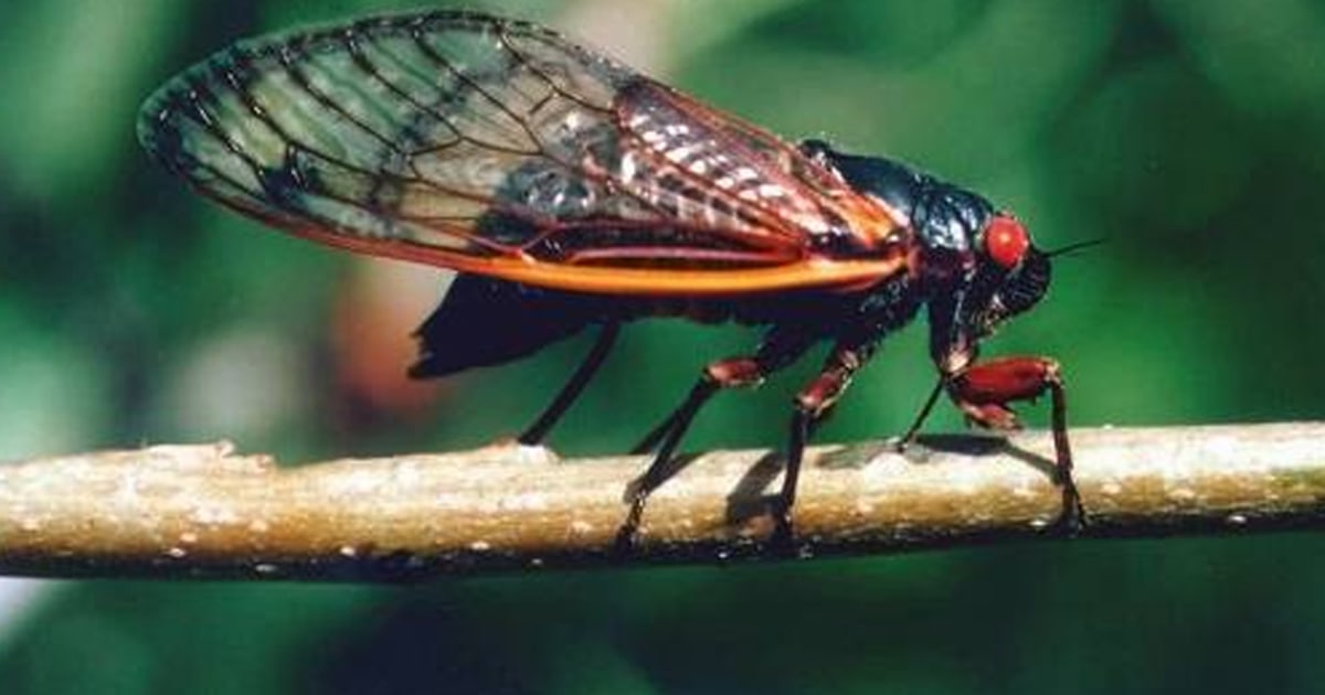 'Big brood' of insects to emerge soon