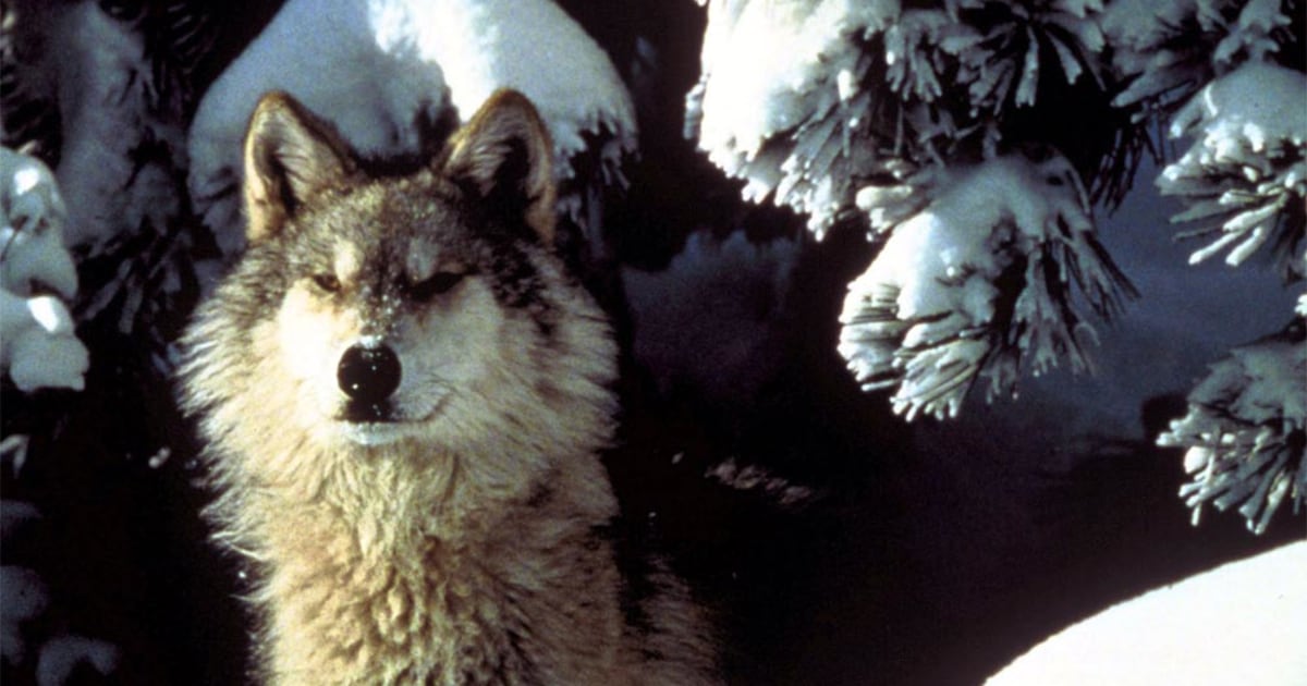 Aerial shooting of Alaskan wolves upheld