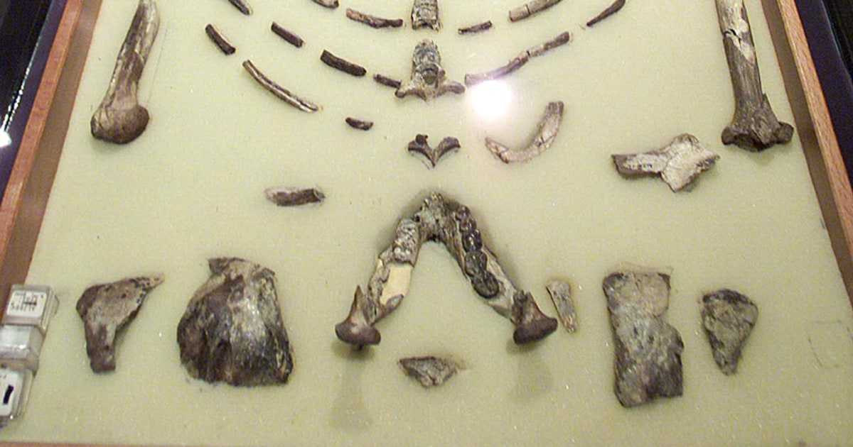 Famous hominid fossil going on the road