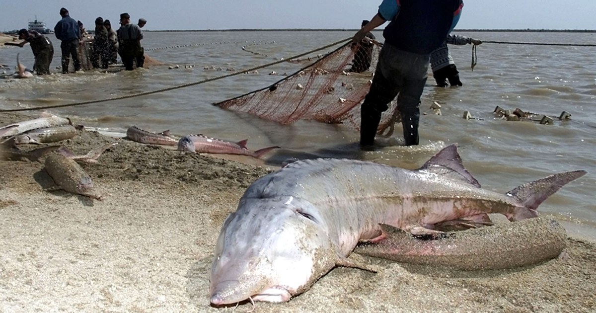 U.S. listing beluga sturgeon as threatened