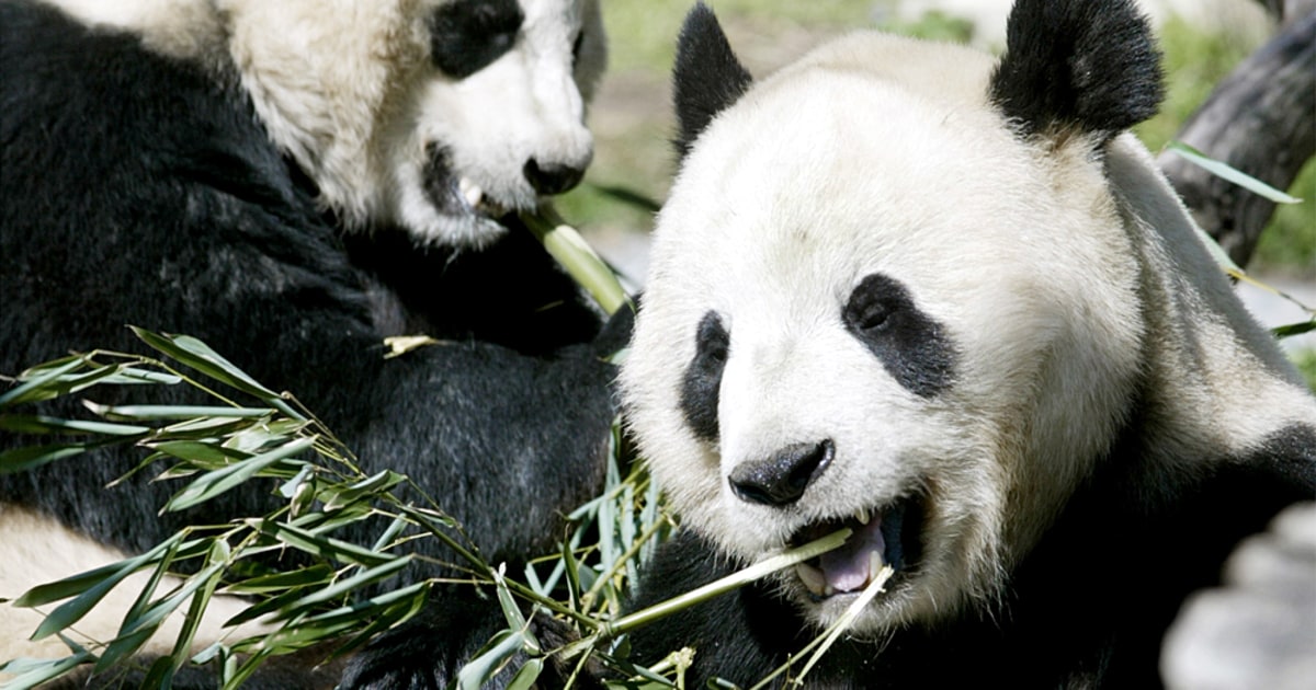 No pitter patter of tiny panda feet