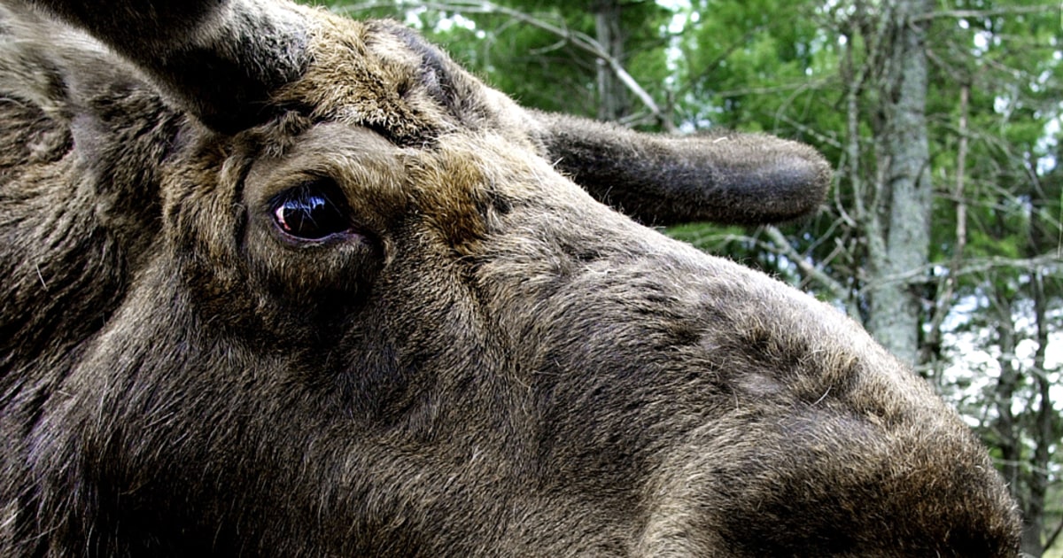 How do you explain a moose's muzzle?