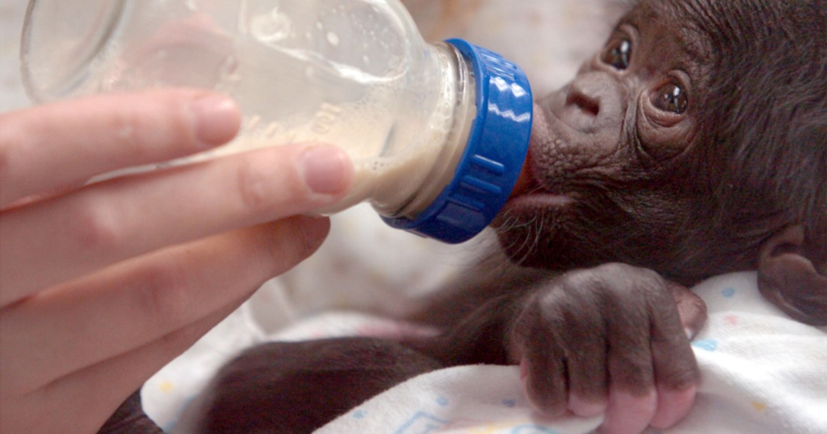 Human, chimp DNA changes mapped