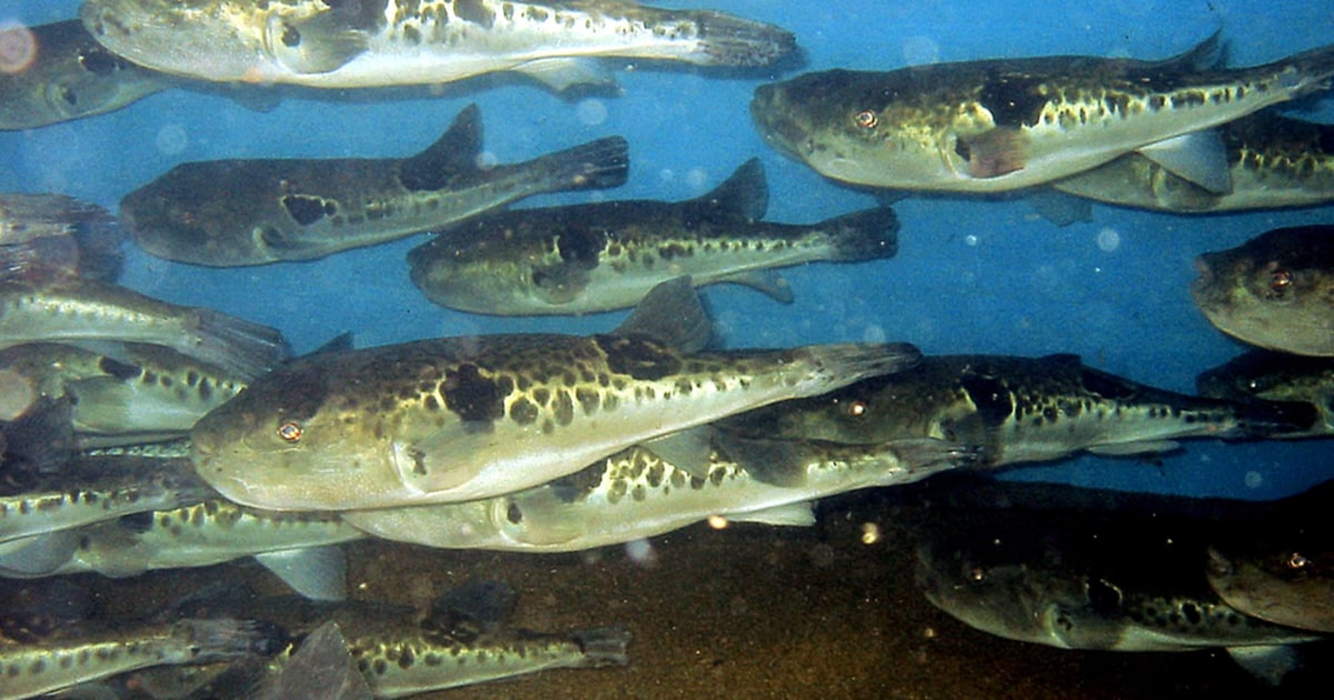 Scientists make fish delicacy less deadly