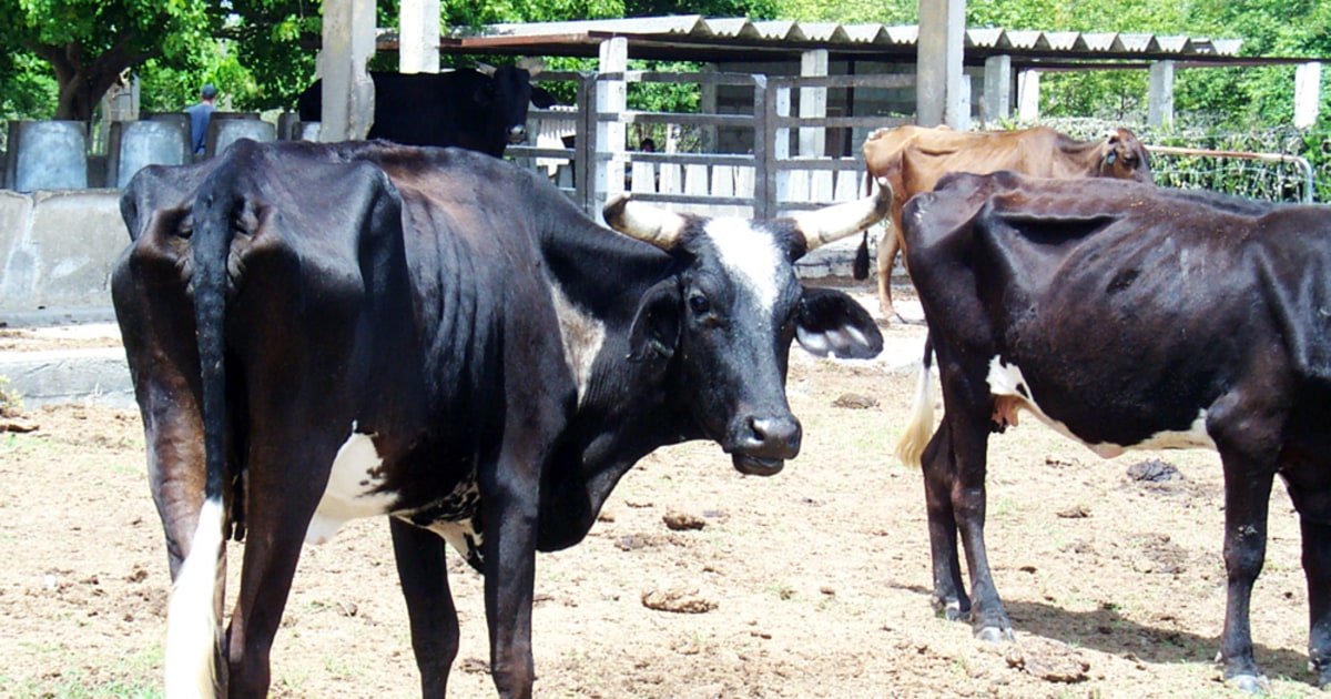 Farmers count cost of Cuba’s drought