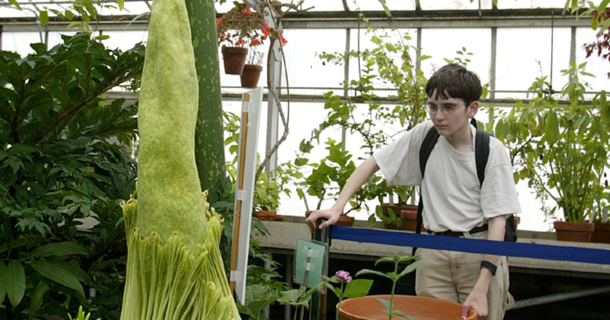 Stinky flower ready to bloom after 60 years