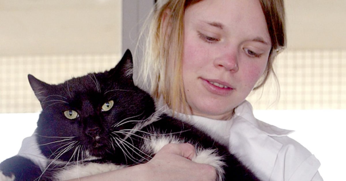 31-pound cat dietingfor a new home