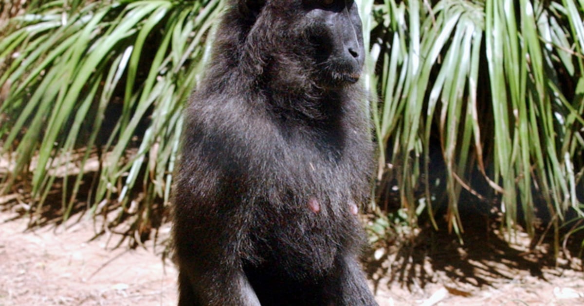 Monkey apes humans by walking on two legs