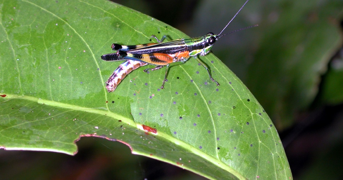 Hungry bugs play role in tree diversity