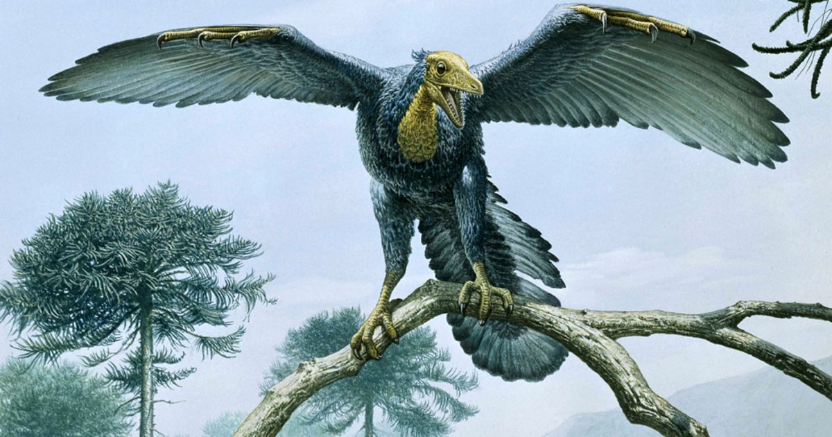 Dino-bird had the brains for flight